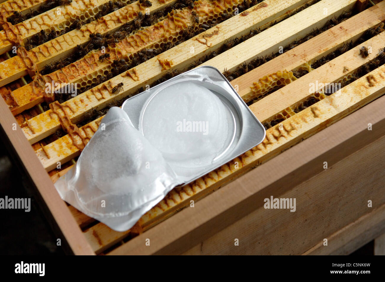 Varroa Larvae High Resolution Stock Photography and Images - Alamy