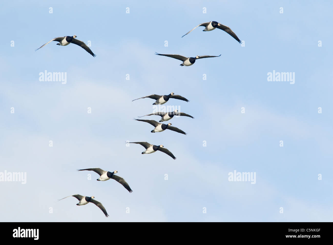 Barnacle Geese - Flock in flight Branta leucopsis Caerlaverock WWT ...