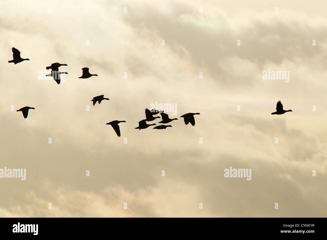 Barnacle Goose - Evening flight to roost Anser leucopsis RSPB Loch ...