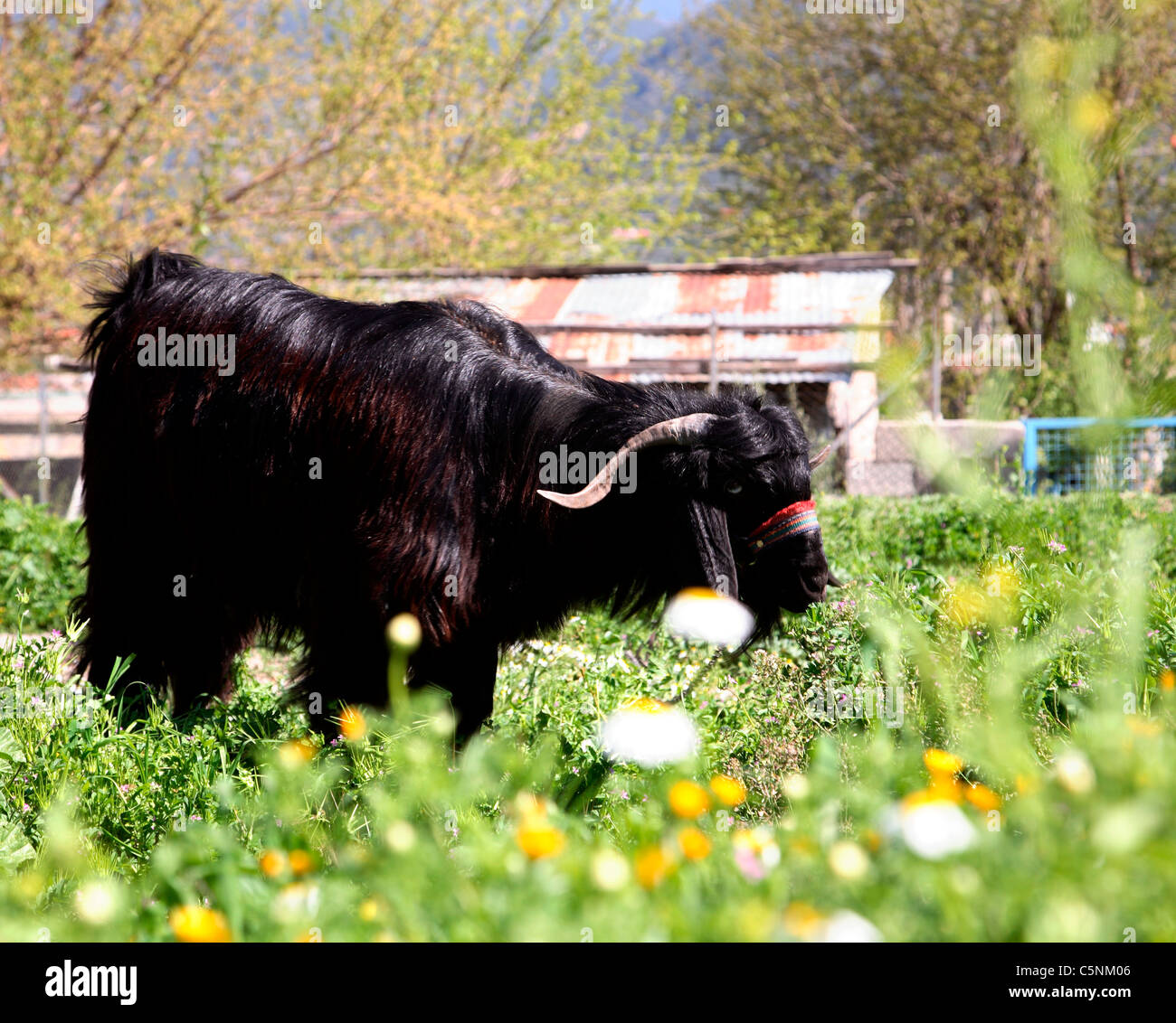 Turkey tethered goat Stock Photo - Alamy