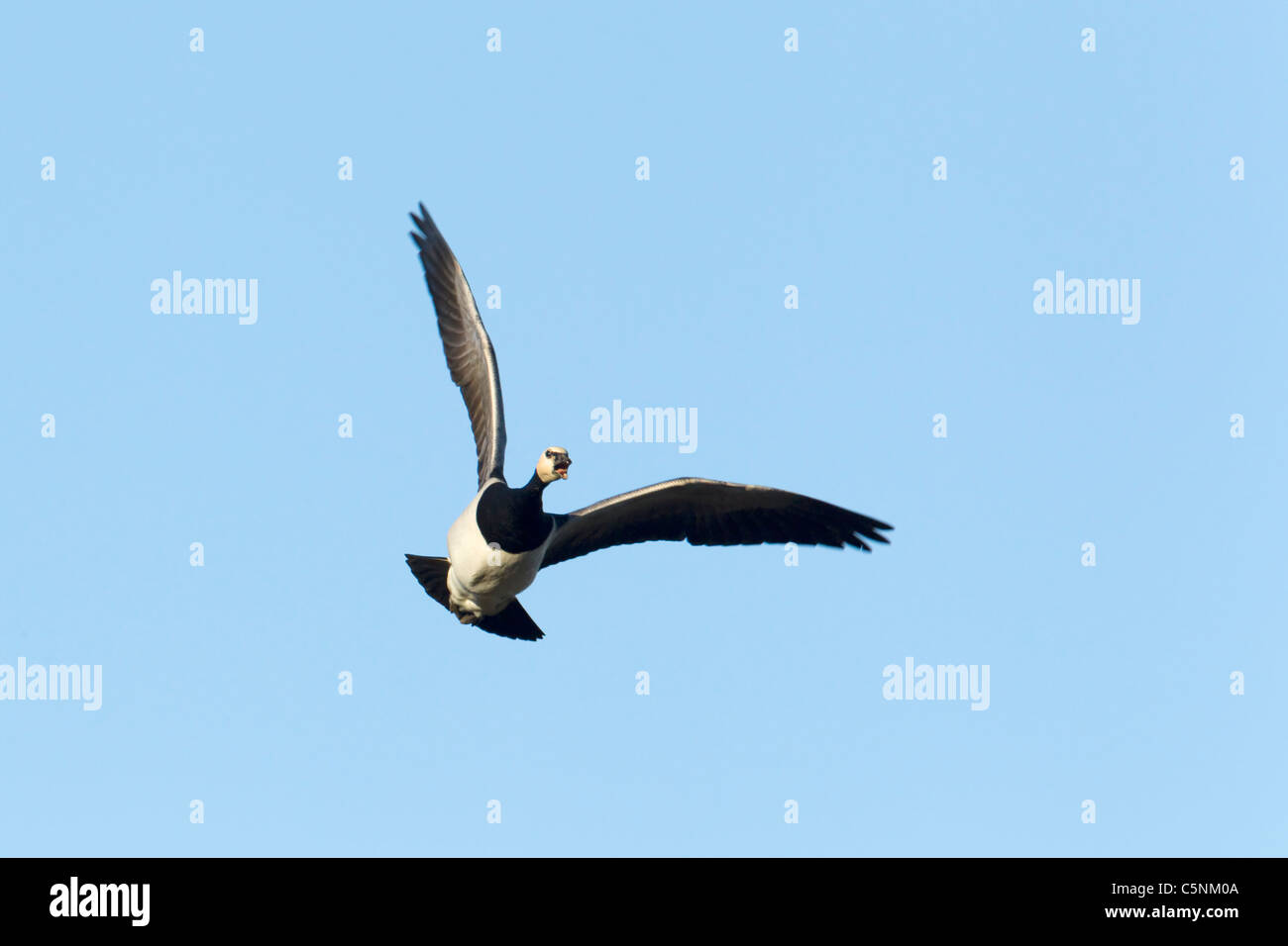 Barnacle Goose - in flight Anser leucopsis Islay, Scotland, UK BI020334 ...