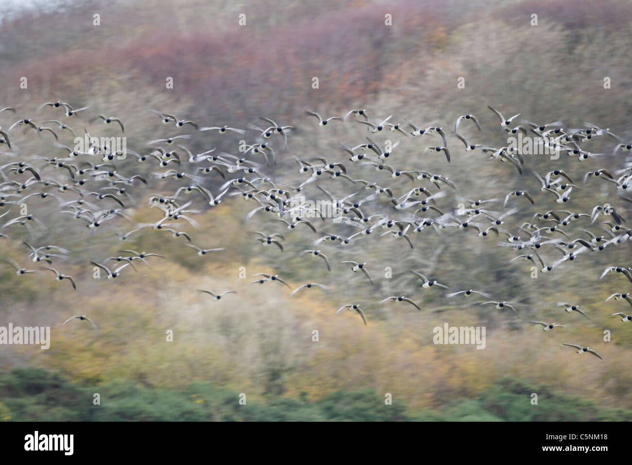Barnacle Goose - flock in flight Anser leucopsis Islay, Scotland, UK ...