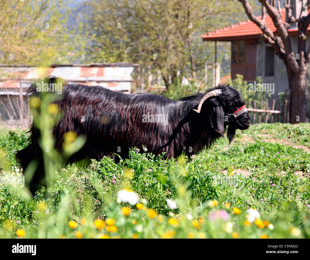Tethered goat hi-res stock photography and images - Alamy