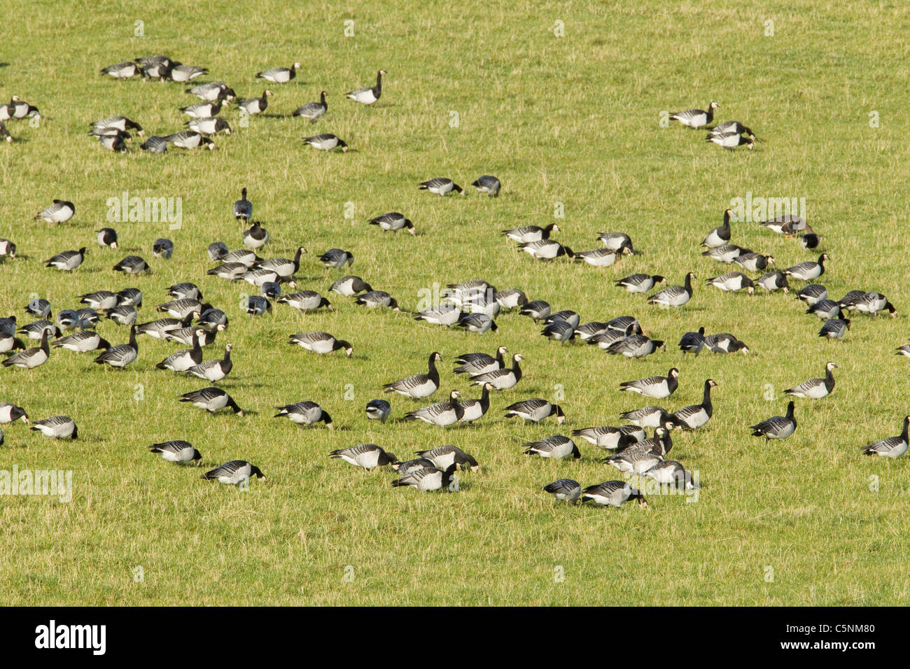 Barnacle Goose - feeding on fields on Islay Anser leucopsis Islay ...