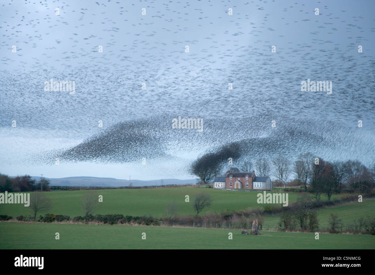 Starling - Gathering in huge flock at roost site Sturnus vulgaris ...