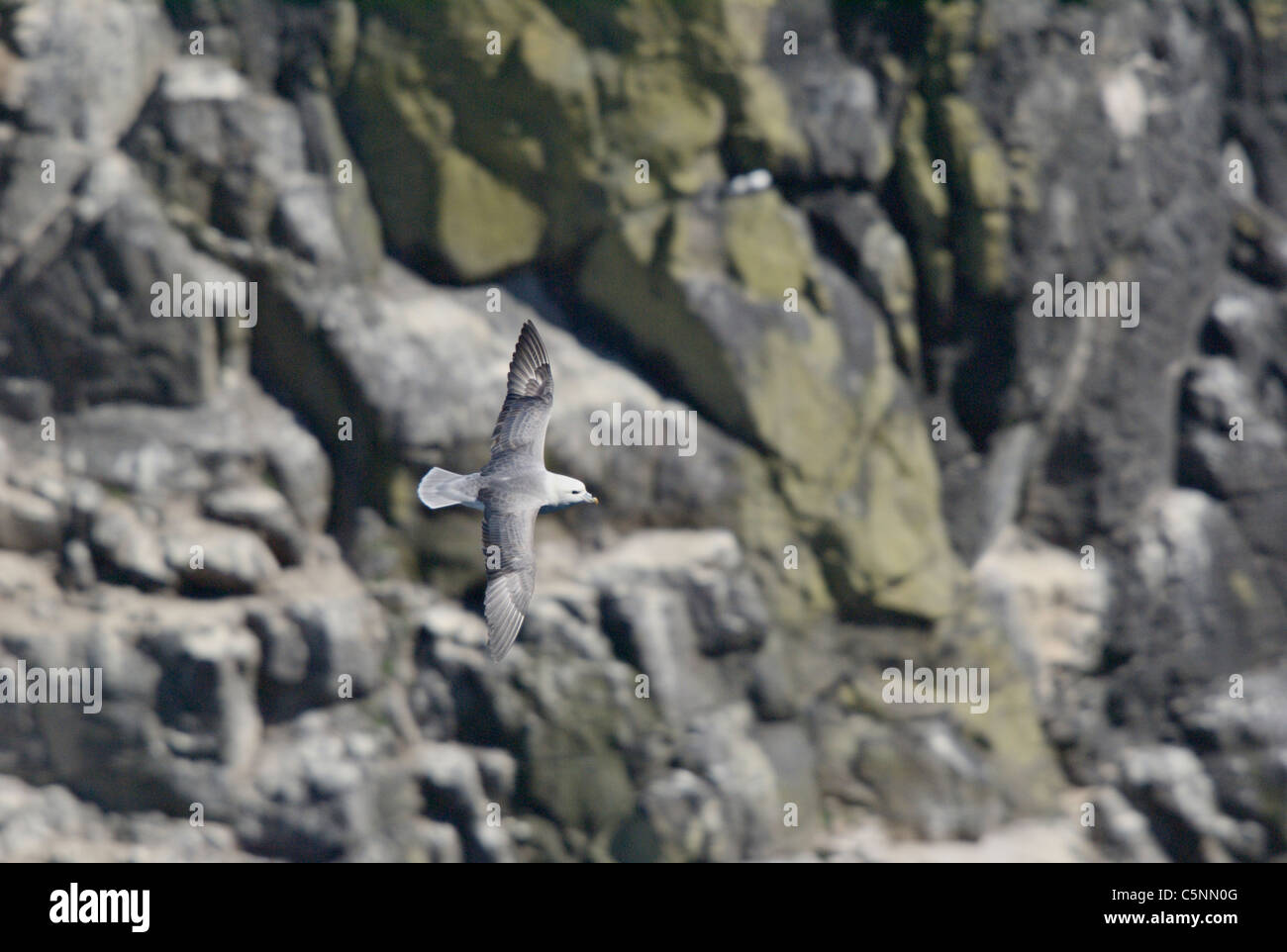 Rathlin island bird hi-res stock photography and images - Alamy