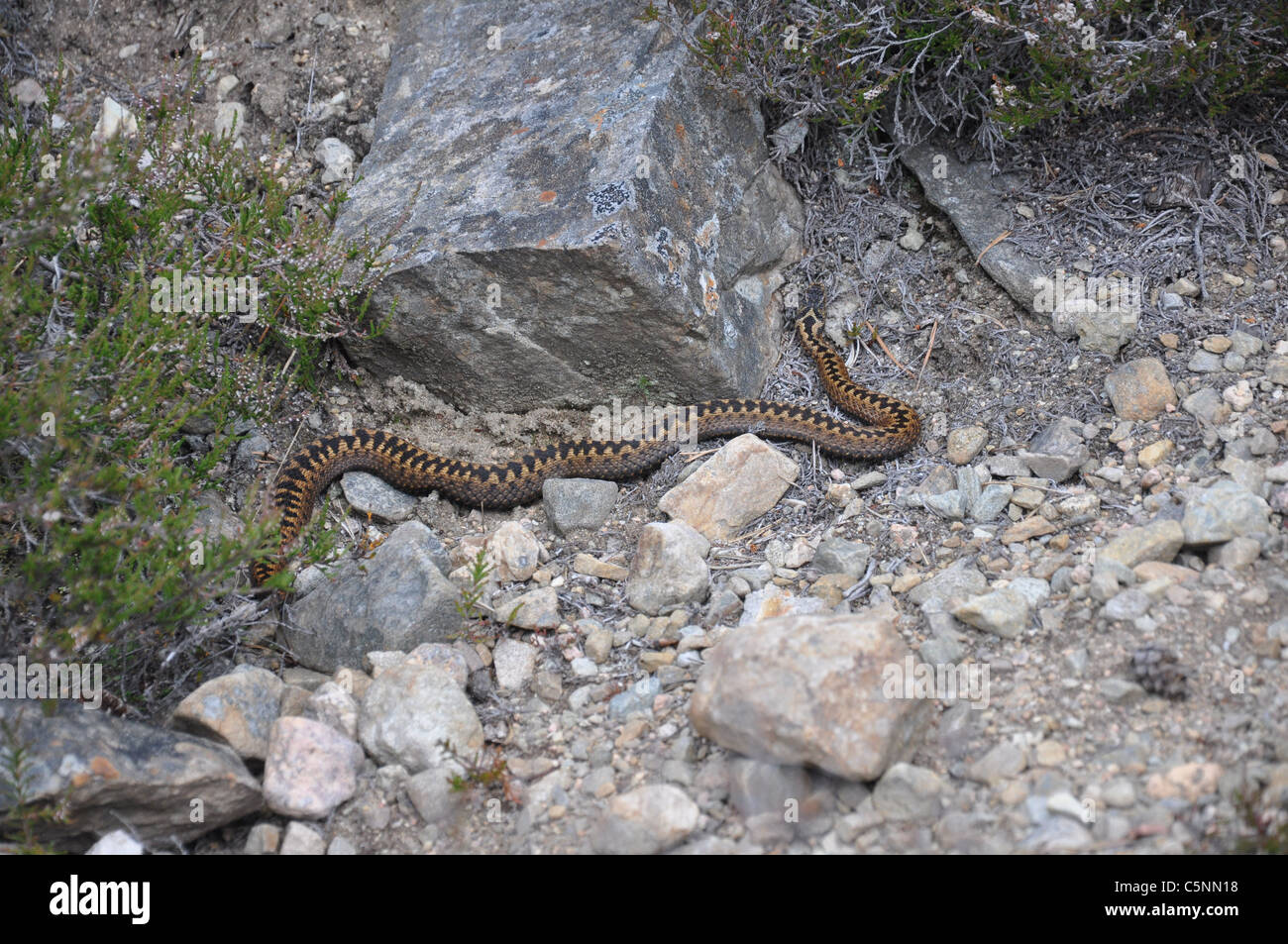 Adder scotland hi-res stock photography and images - Alamy