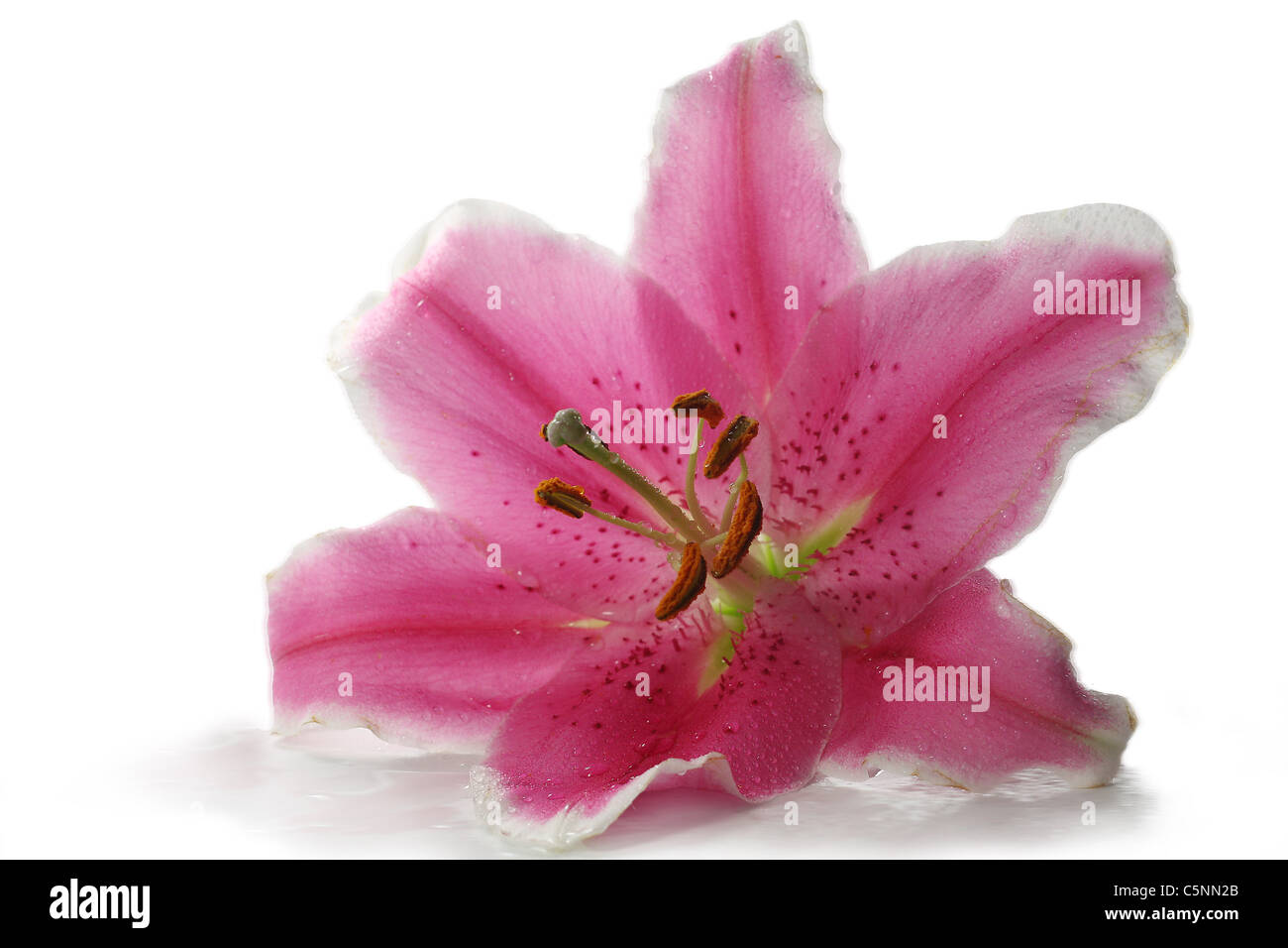 Pink Lilly on white background Stock Photo - Alamy