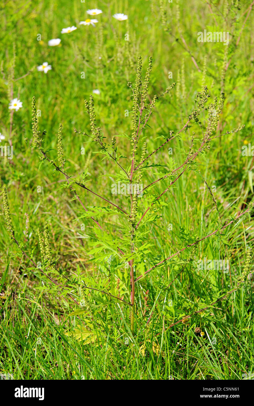 Ambrosia - Common Ragweed 01 Stock Photo - Alamy