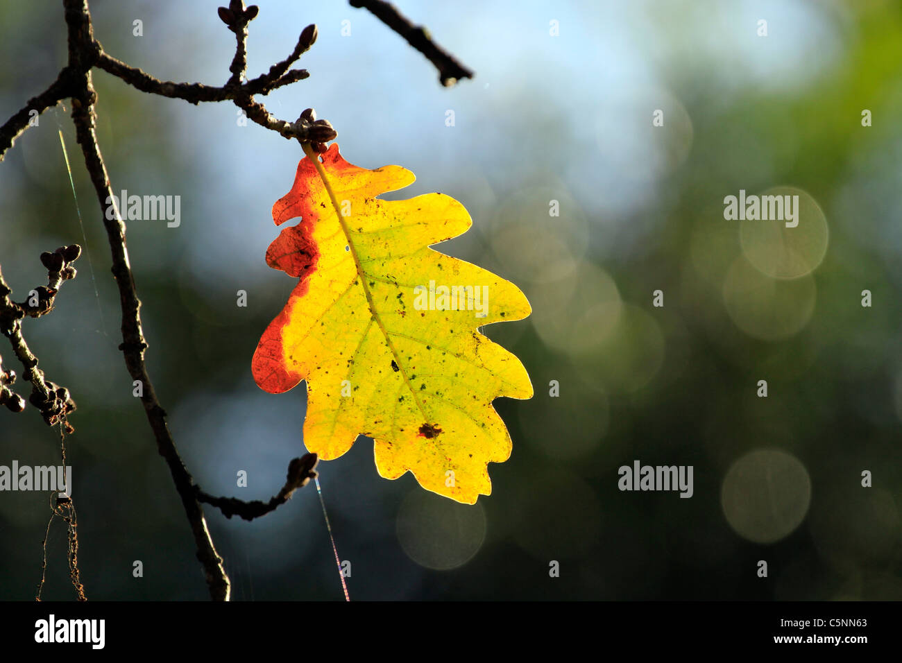 Back lit oak tree hi-res stock photography and images - Alamy