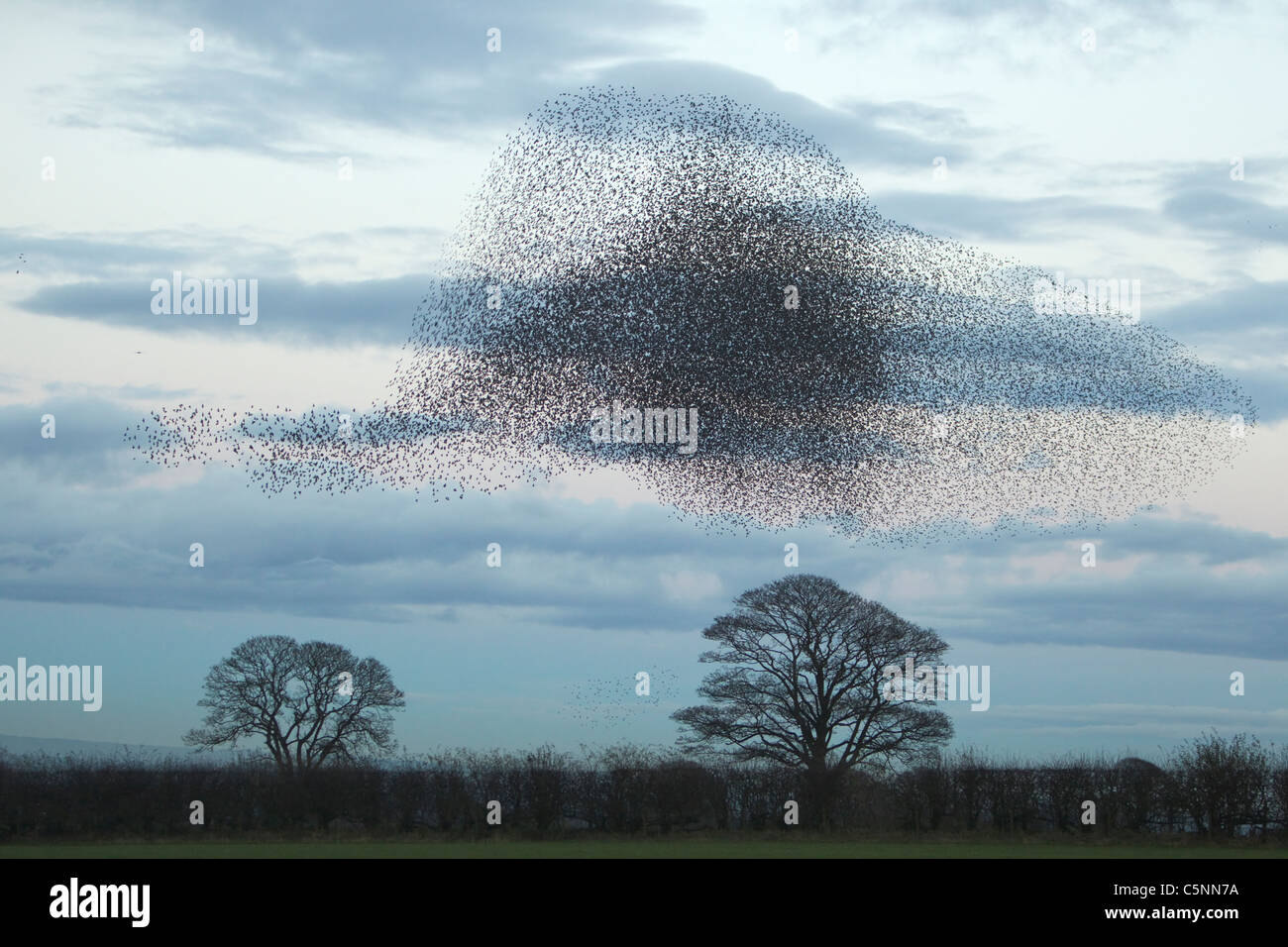 Starling murmuration hi-res stock photography and images - Alamy