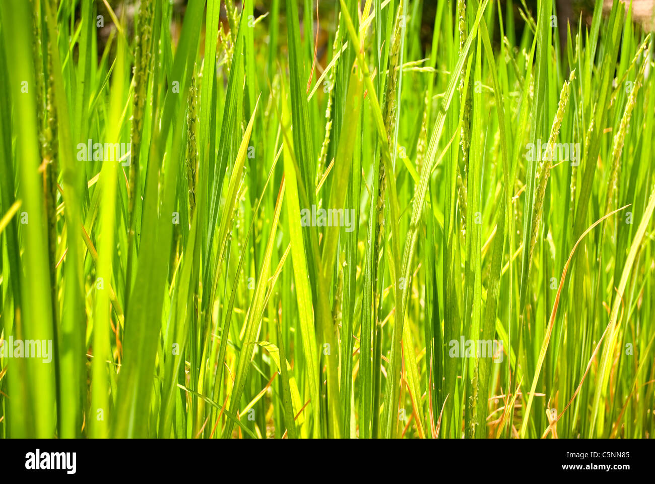 How to grow rice hi-res stock photography and images - Alamy