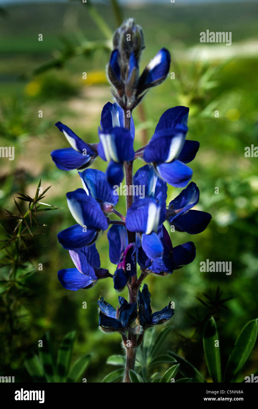 Blue lupin hi-res stock photography and images - Alamy