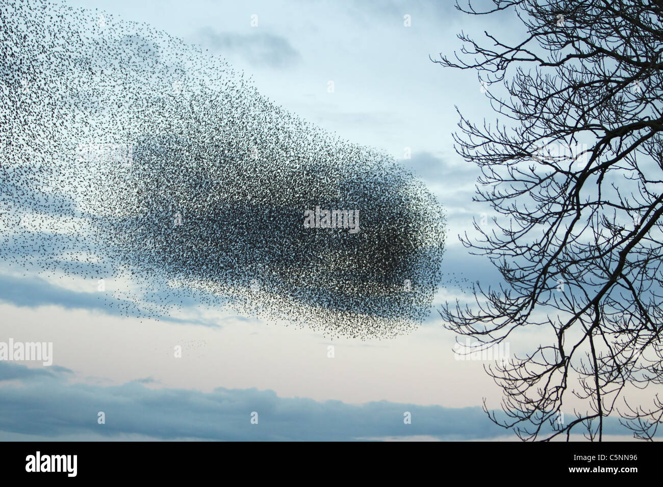 Starling flock in flight hi-res stock photography and images - Alamy