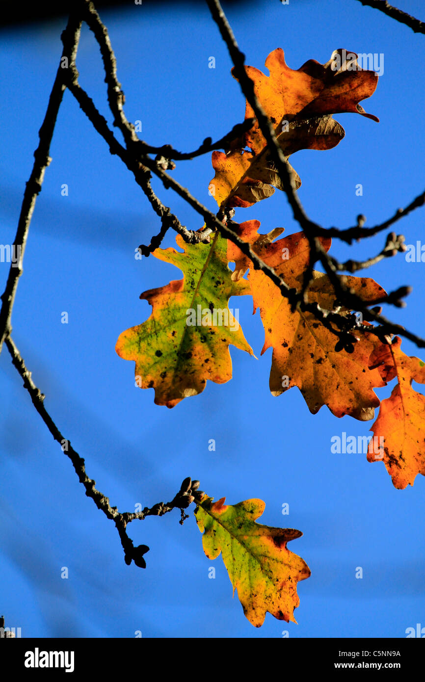 Back lit oak tree hi-res stock photography and images - Alamy