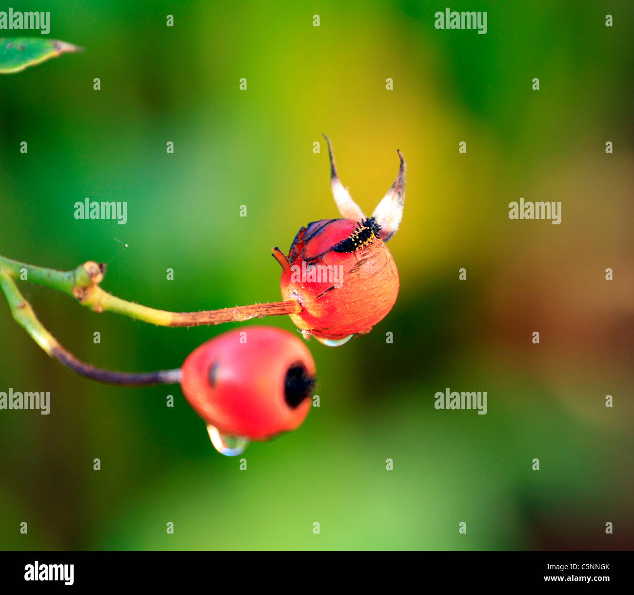 Two Rose hips (seed pods of roses) with a small caterpillar on one ...