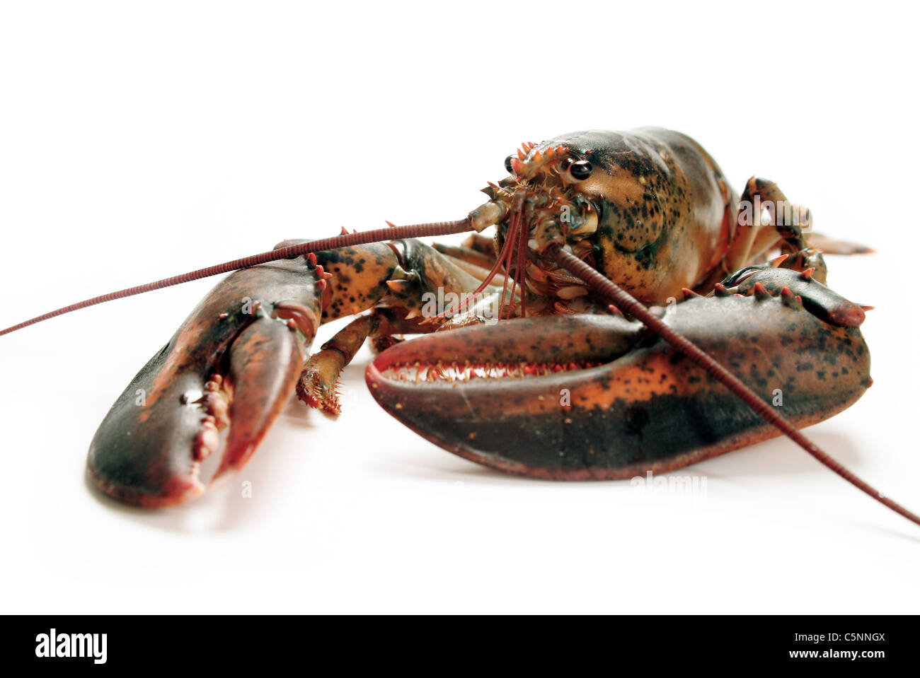 Lobster alive hi-res stock photography and images - Alamy