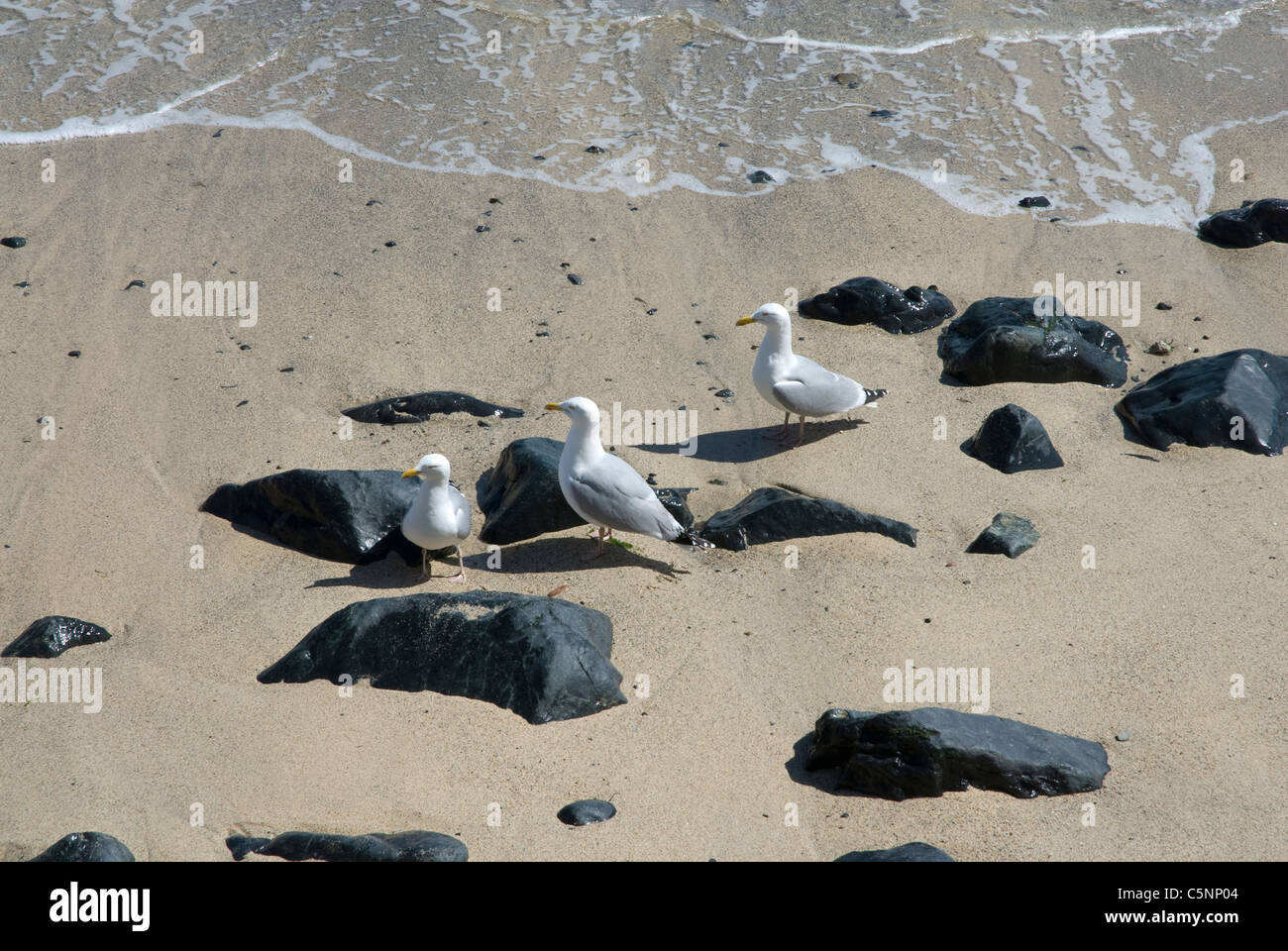 Seagulls on the beach St Ives Cornwall England UK Stock Photo - Alamy