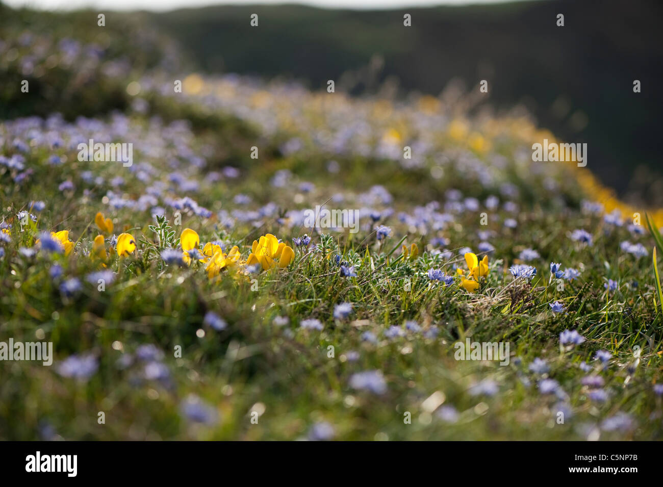 Common Bird’s-foot Trefoil, Lotus corniculatus, with Spring Squill ...