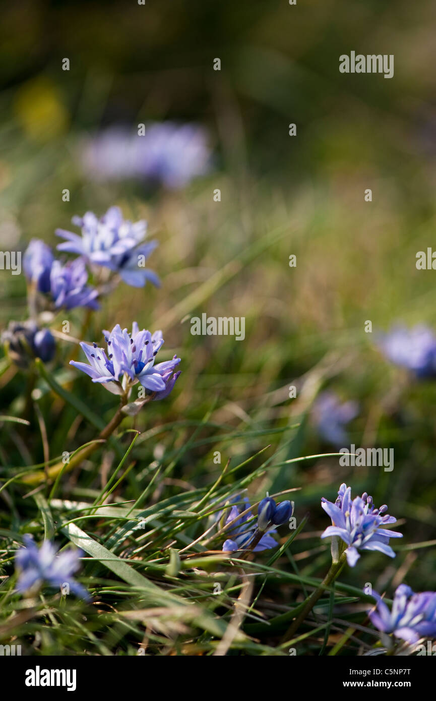 Spring squill scilla verna wales hi-res stock photography and images ...