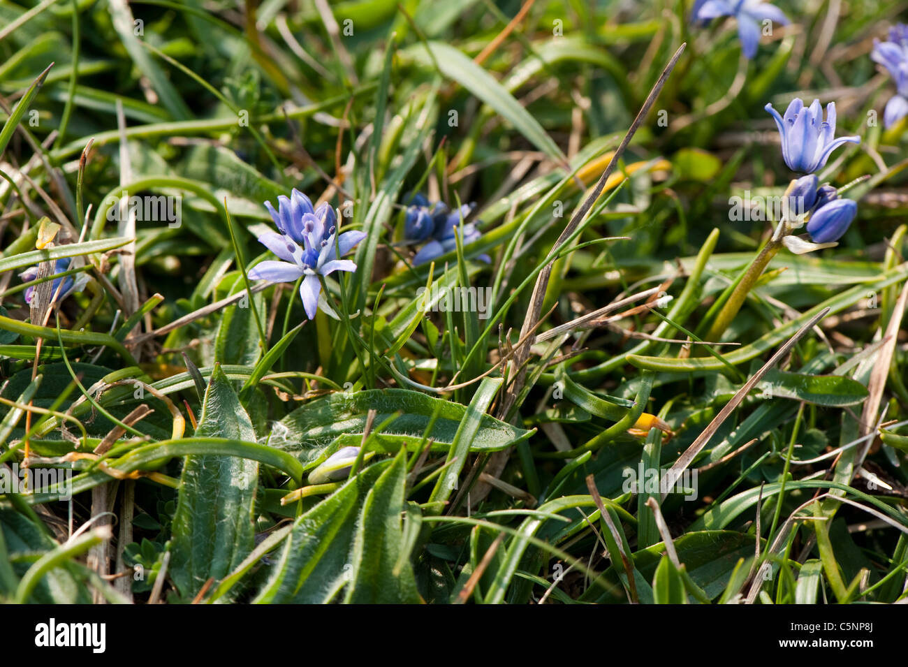 Spring Squill, Scilla verna, in bloom Stock Photo - Alamy