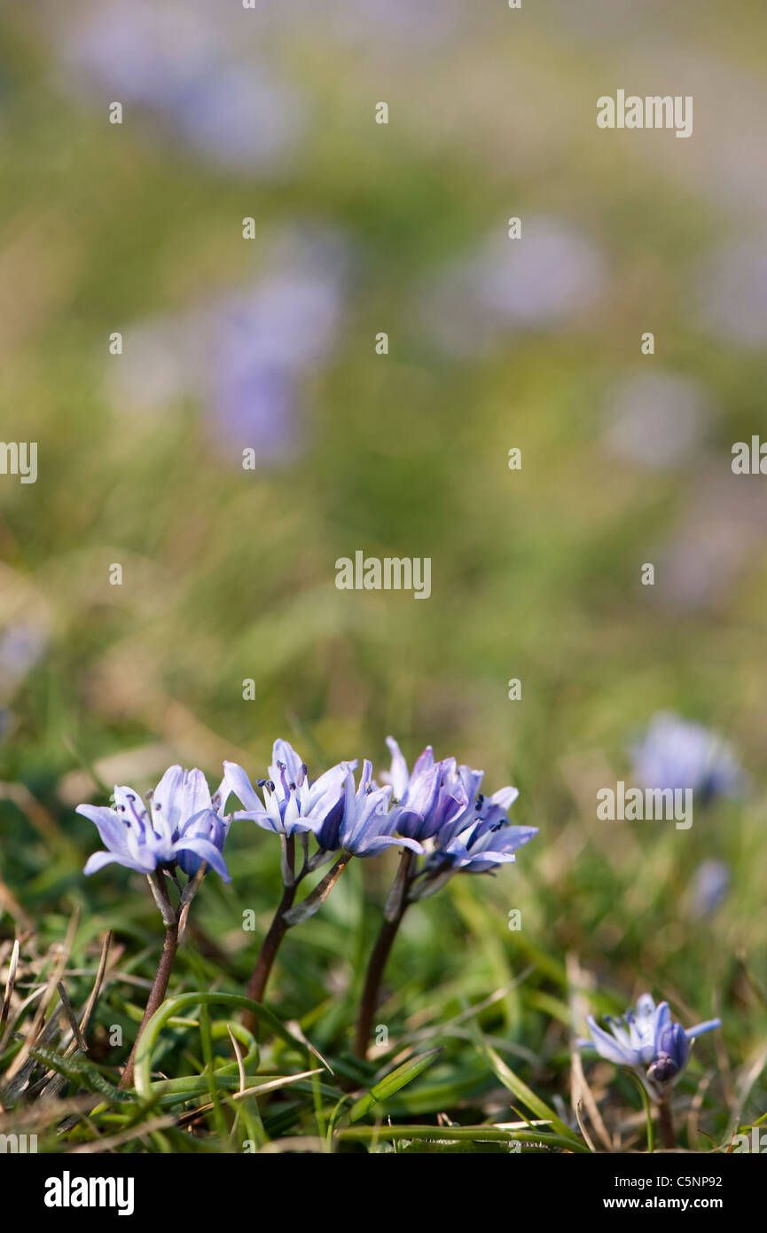 Spring squill hi-res stock photography and images - Alamy