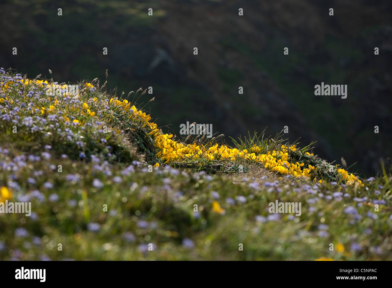 Common Bird’s-foot Trefoil, Lotus corniculatus, with Spring Squill ...