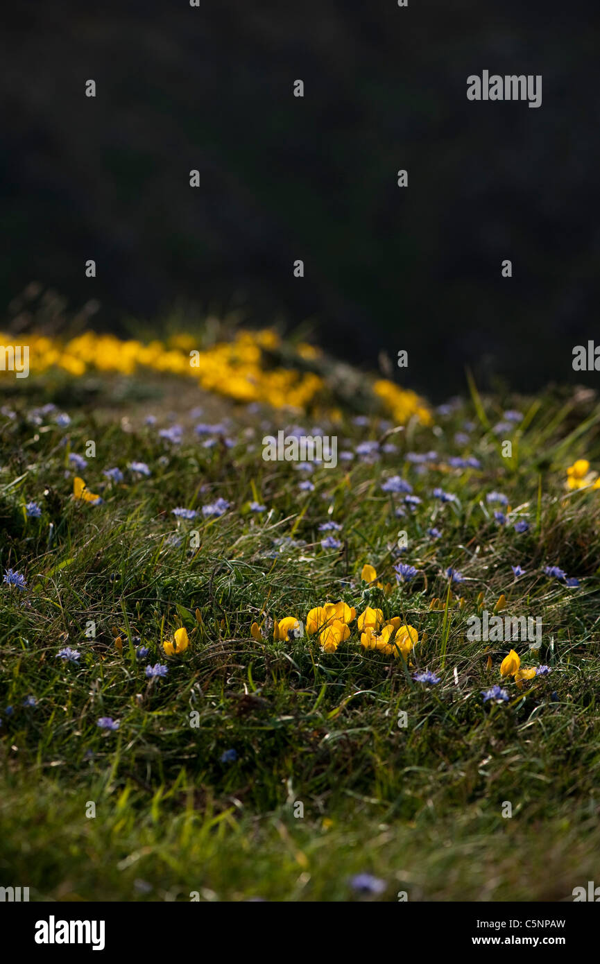 Common Bird’s-foot Trefoil, Lotus corniculatus, with Spring Squill ...