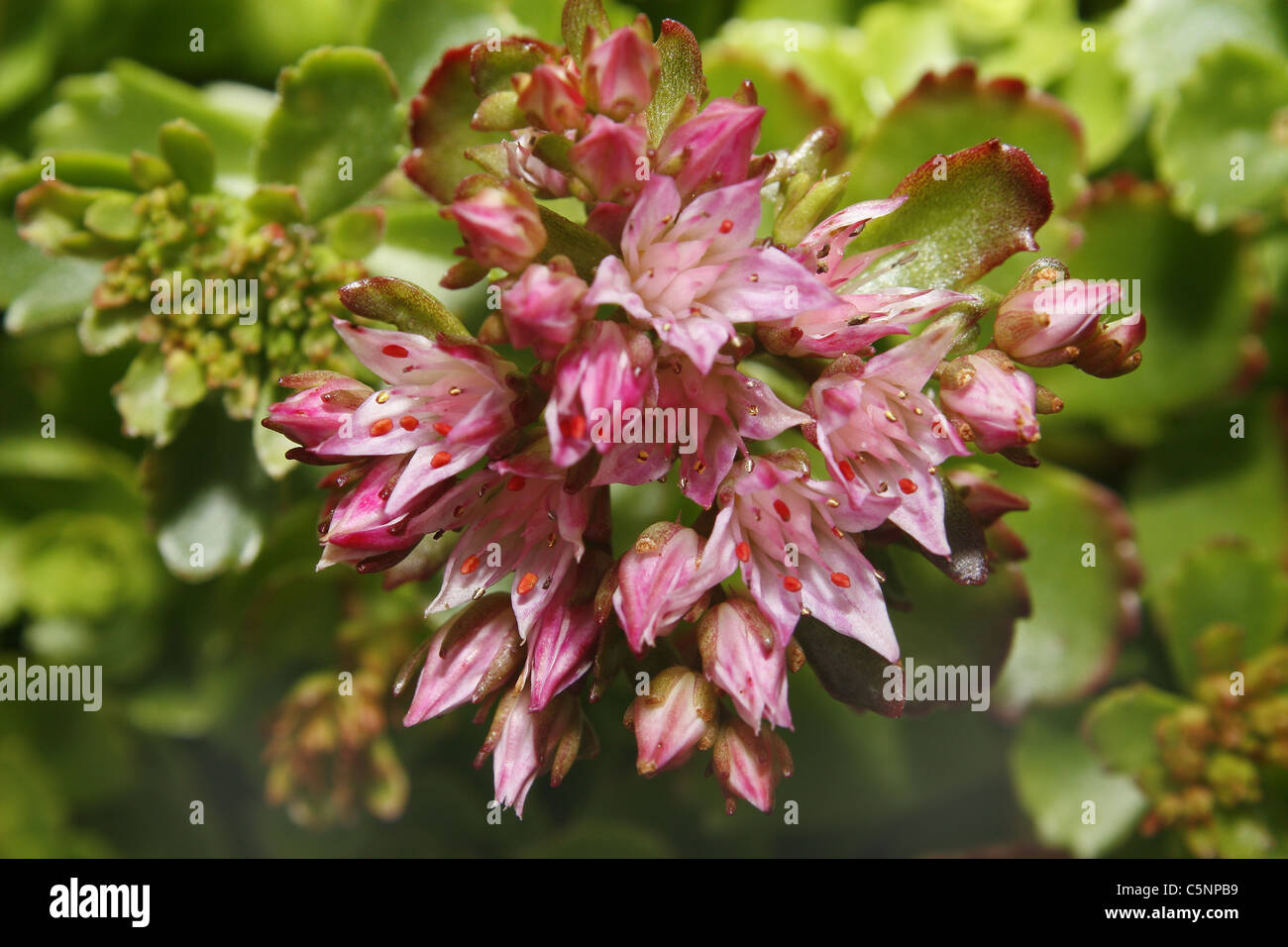 English stonecrop flower in garden hi-res stock photography and images ...