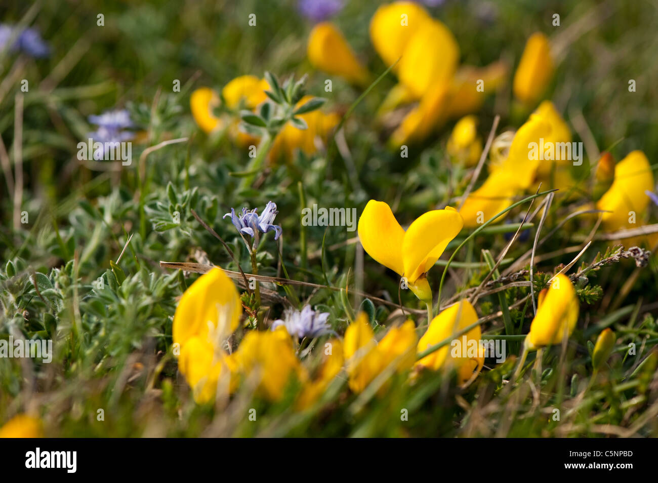 Common Bird's-foot Trefoil and Spring Squill Stock Photo - Alamy