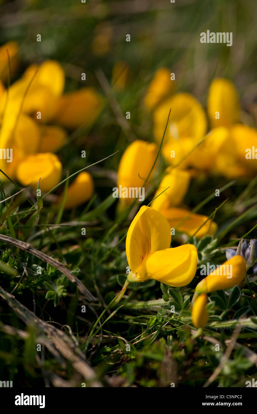 Common birds foot trefoil hi-res stock photography and images - Alamy