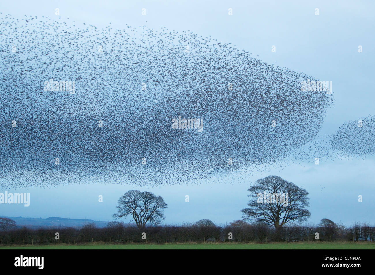 Starling murmuration uk hi-res stock photography and images - Alamy