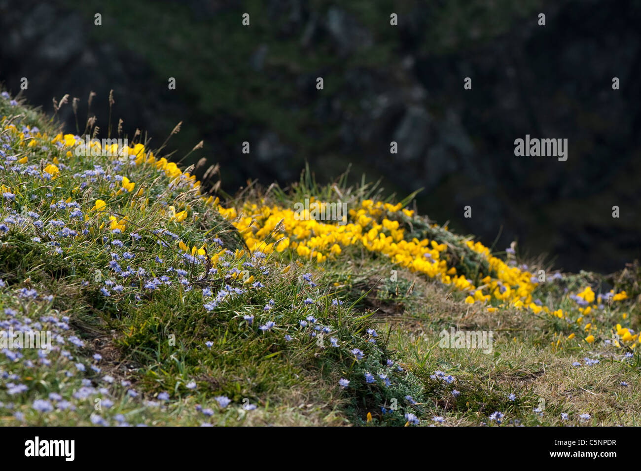 Spring Squill, Scilla verna, with Common Bird’s-foot Trefoil, Lotus ...