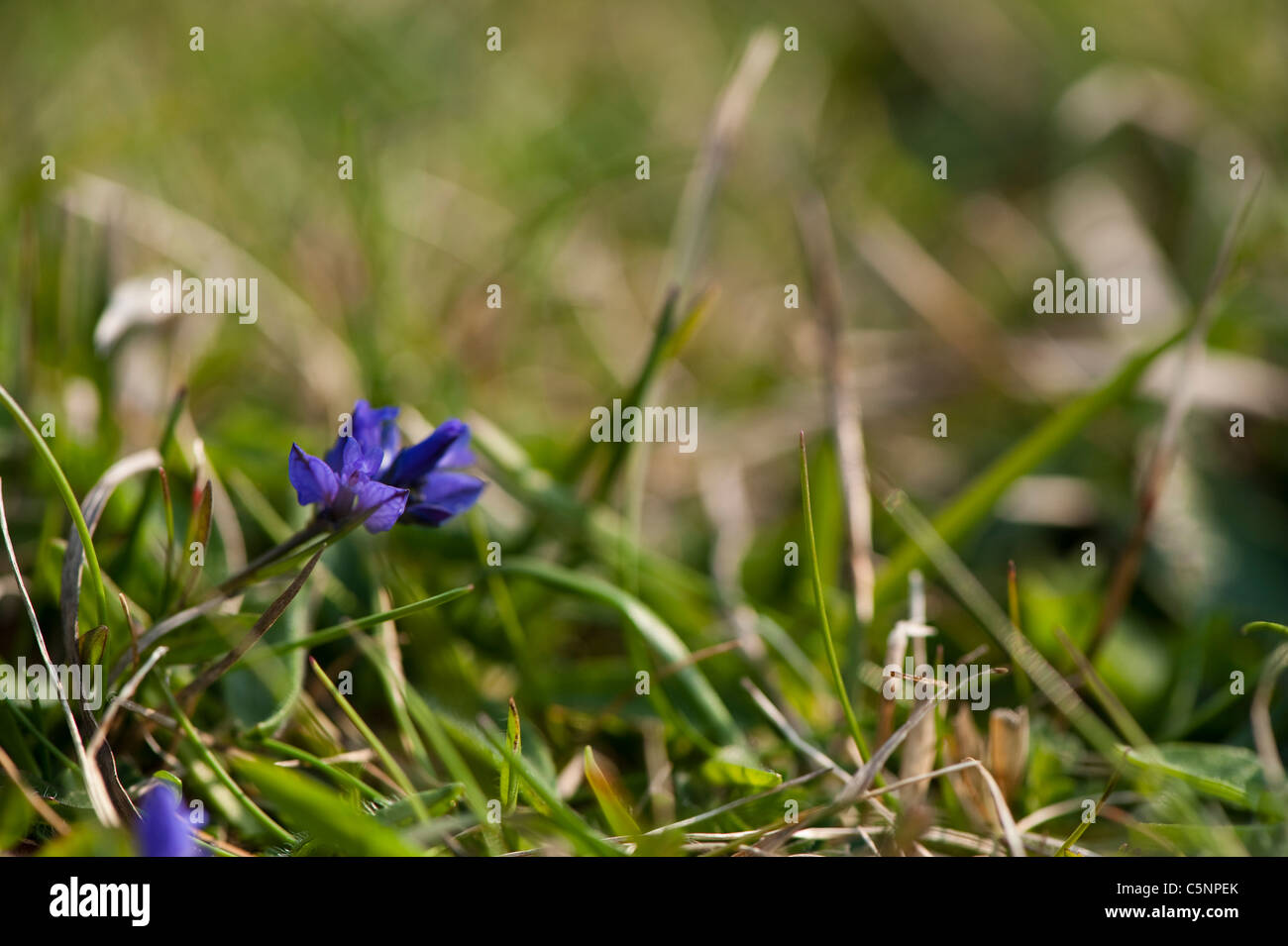 Common Milkwort, Polygala vulgaris Stock Photo - Alamy