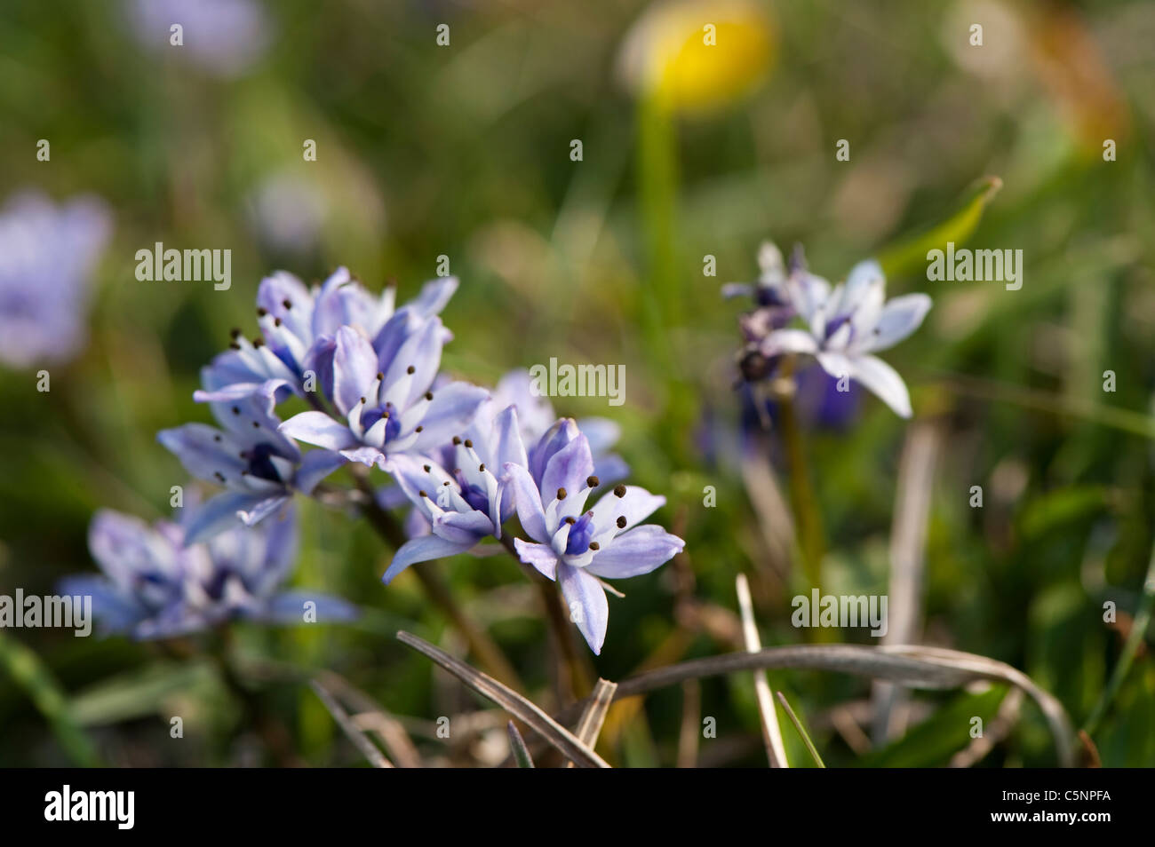 Spring squill hi-res stock photography and images - Alamy
