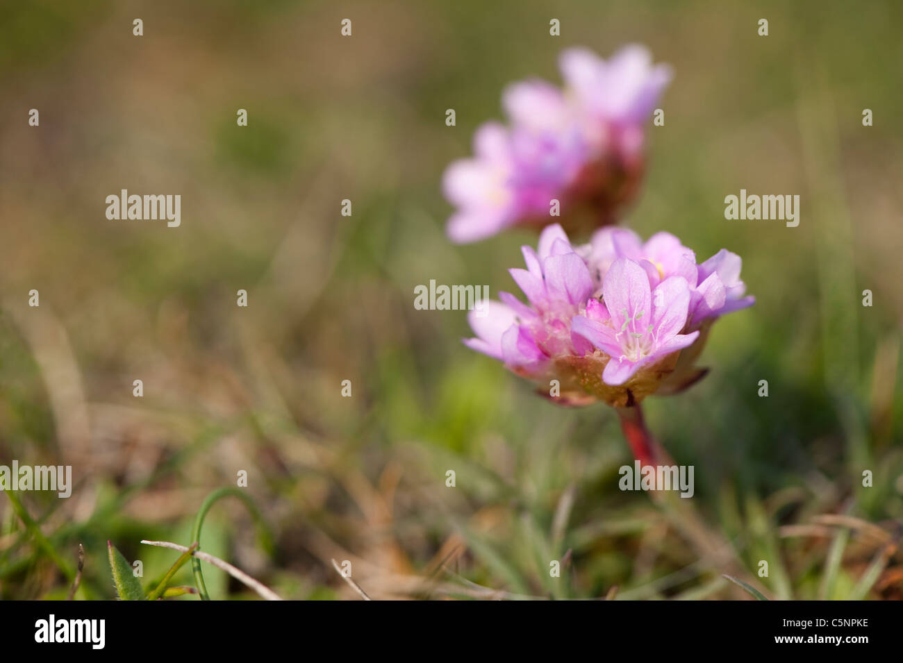 Sea Thrift, Armeria maritima, in flower Stock Photo - Alamy