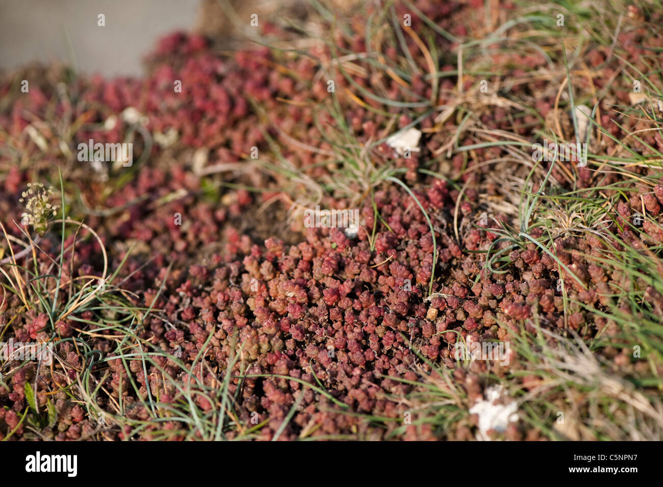 Red leaf stonecrop hi-res stock photography and images - Alamy