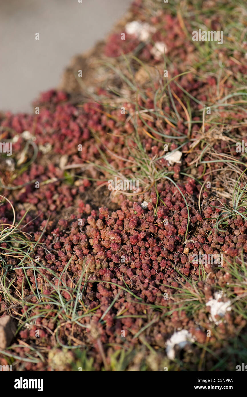 Red leaf stonecrop hi-res stock photography and images - Alamy