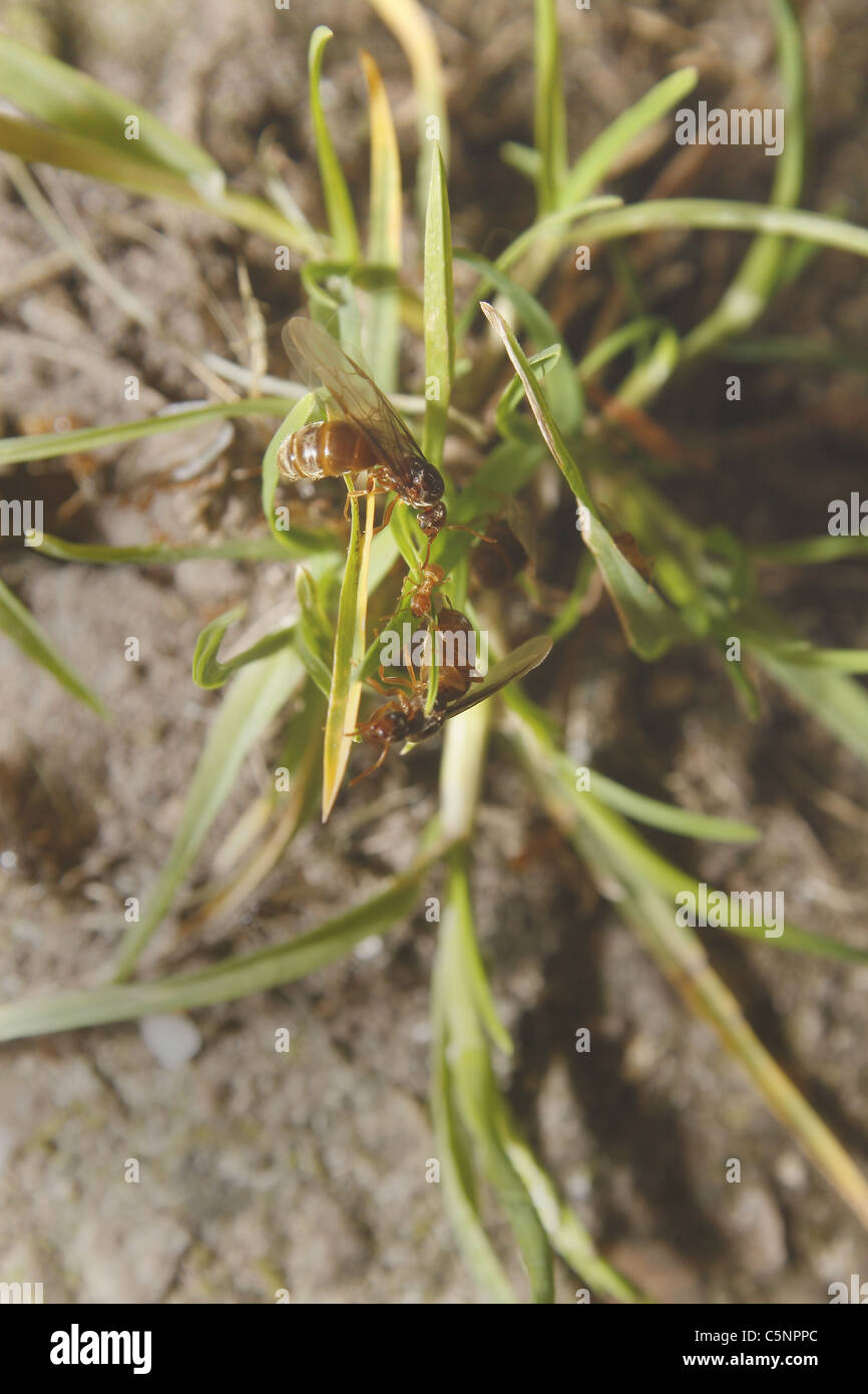 Flying red ants in garden. Worksop, Notts, England Myrmica rubra Stock ...