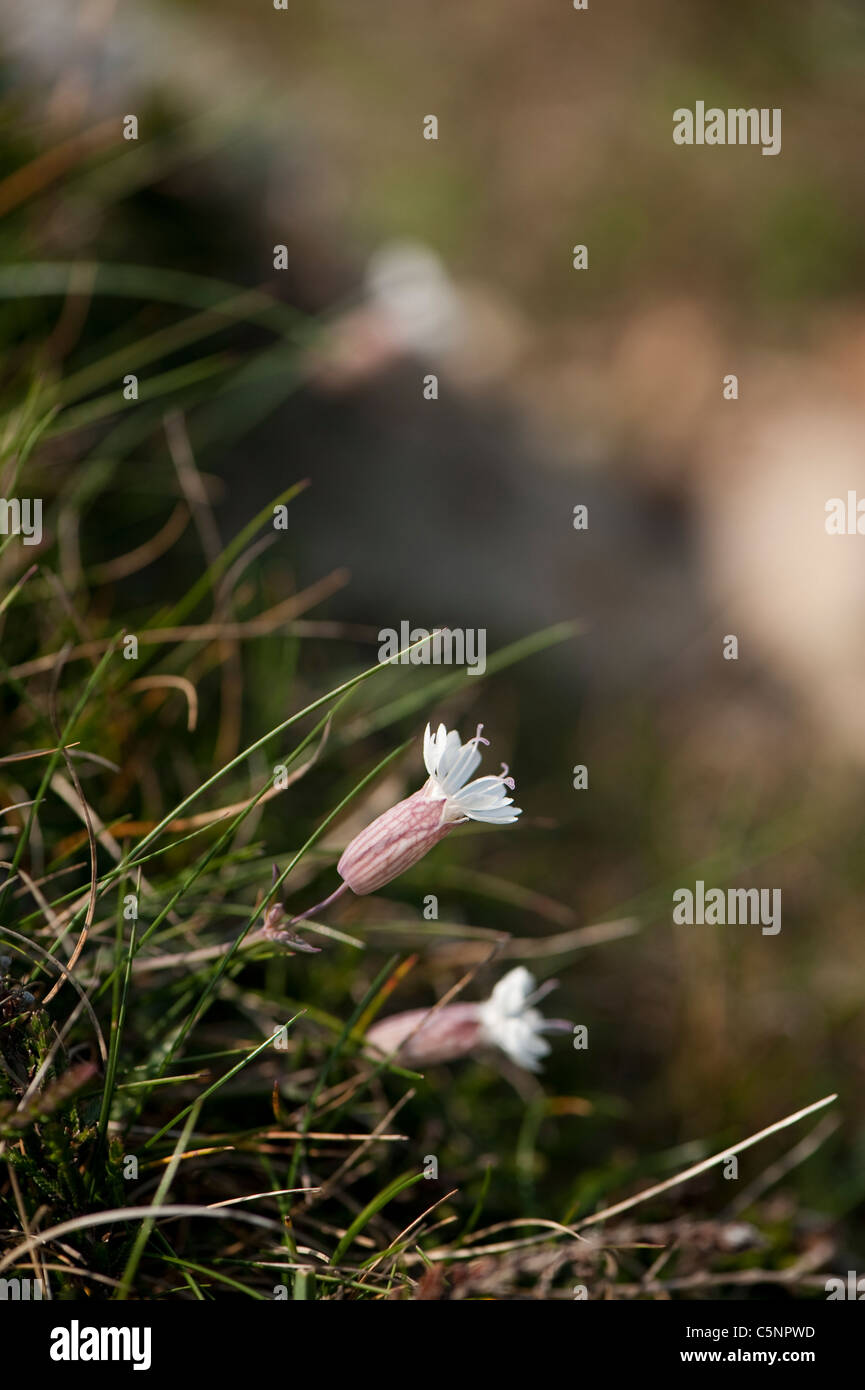 Sea Campion, Silene uniflora, in flower Stock Photo - Alamy