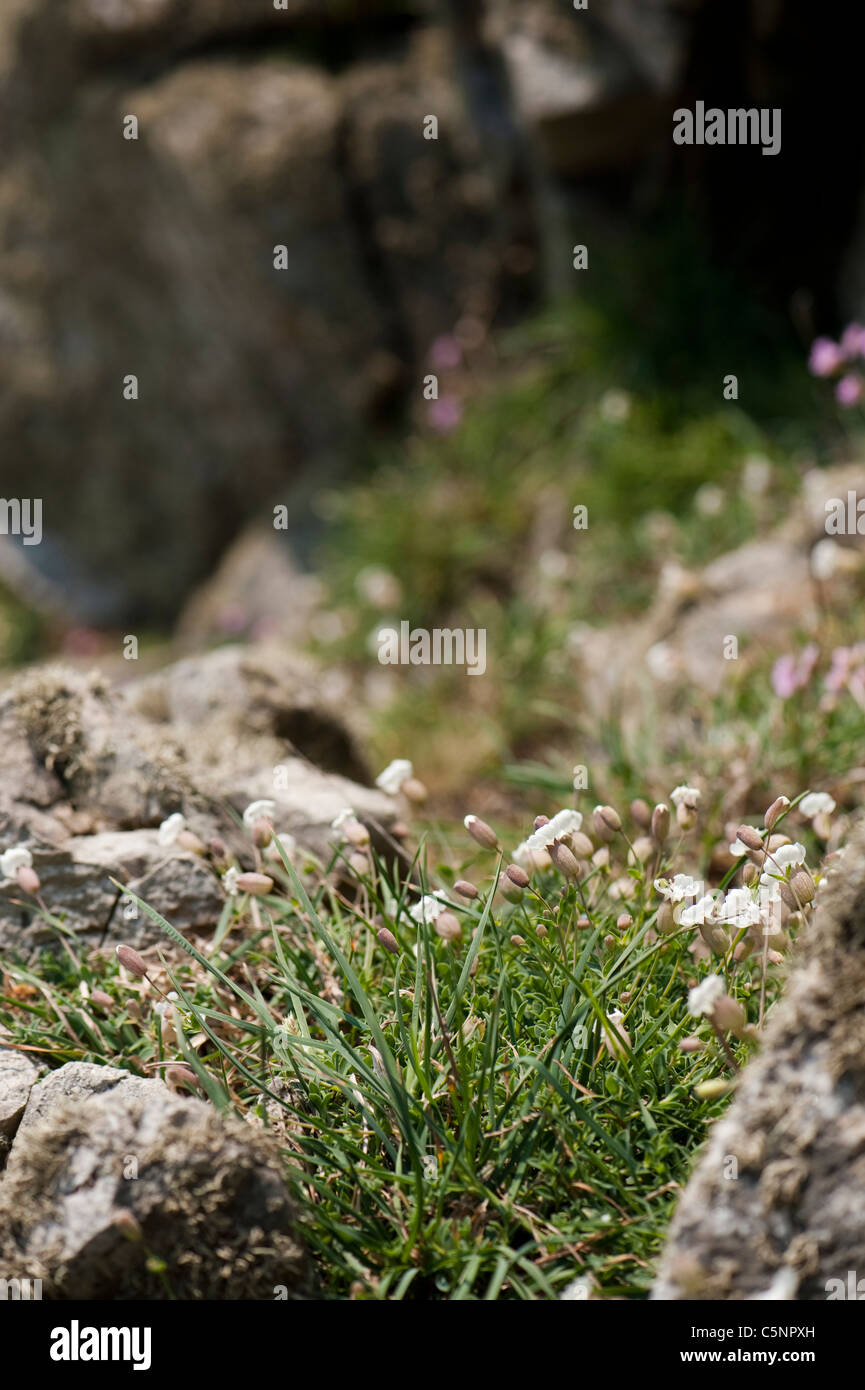 Sea Campion, Silene uniflora, in flower Stock Photo - Alamy