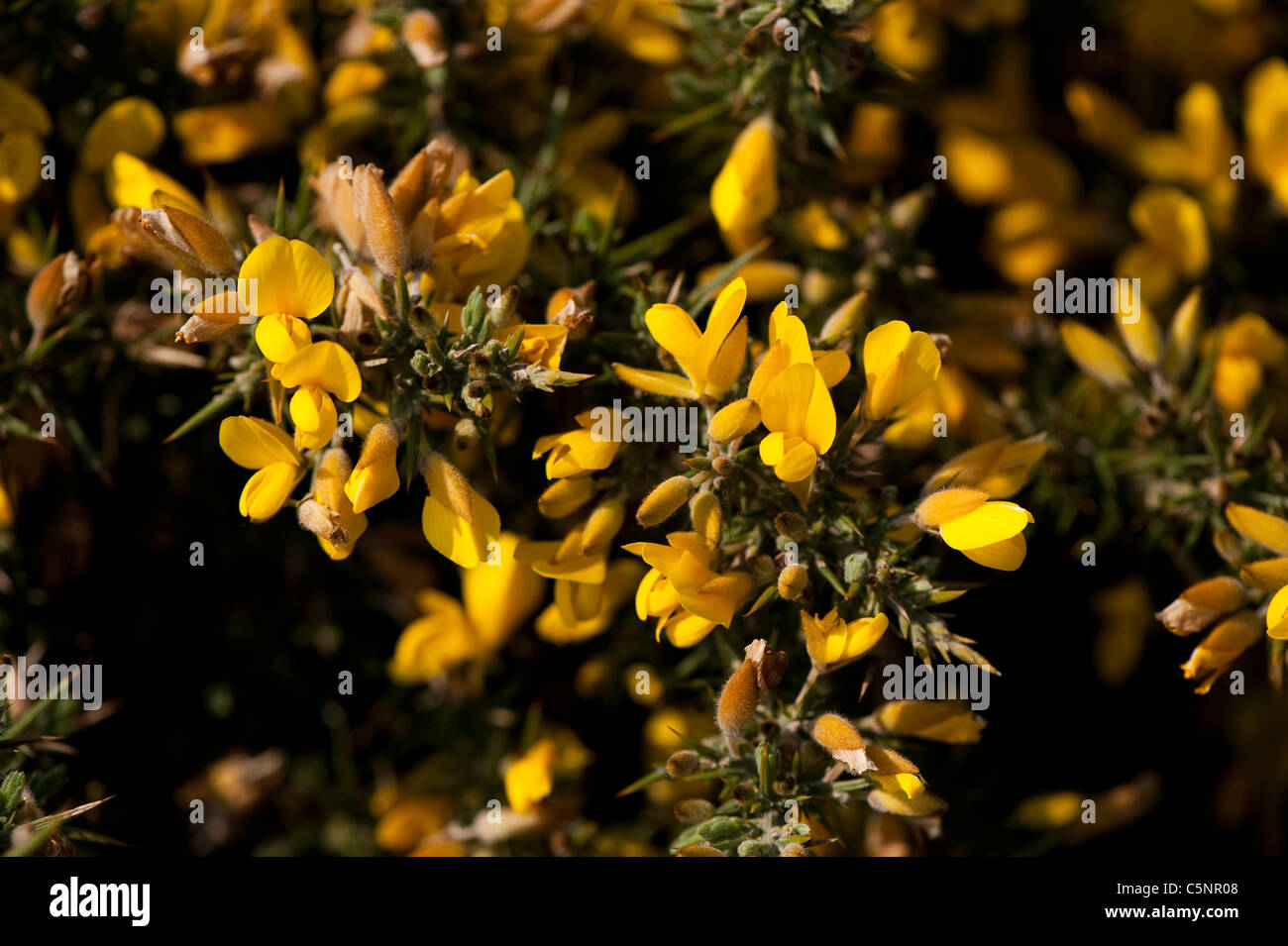 Gorse flowering in countryside hi-res stock photography and images - Alamy