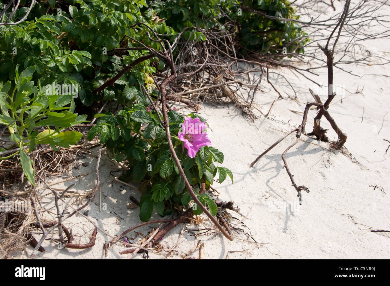 Rugosa Rose High Resolution Stock Photography and Images - Alamy