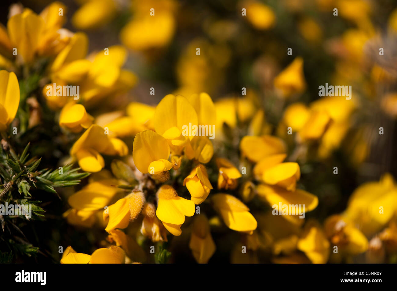 Common Gorse, Ulex europaeus, in flower Stock Photo - Alamy