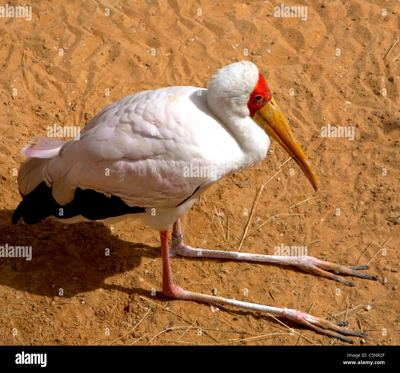 Stork one legs hi-res stock photography and images - Alamy