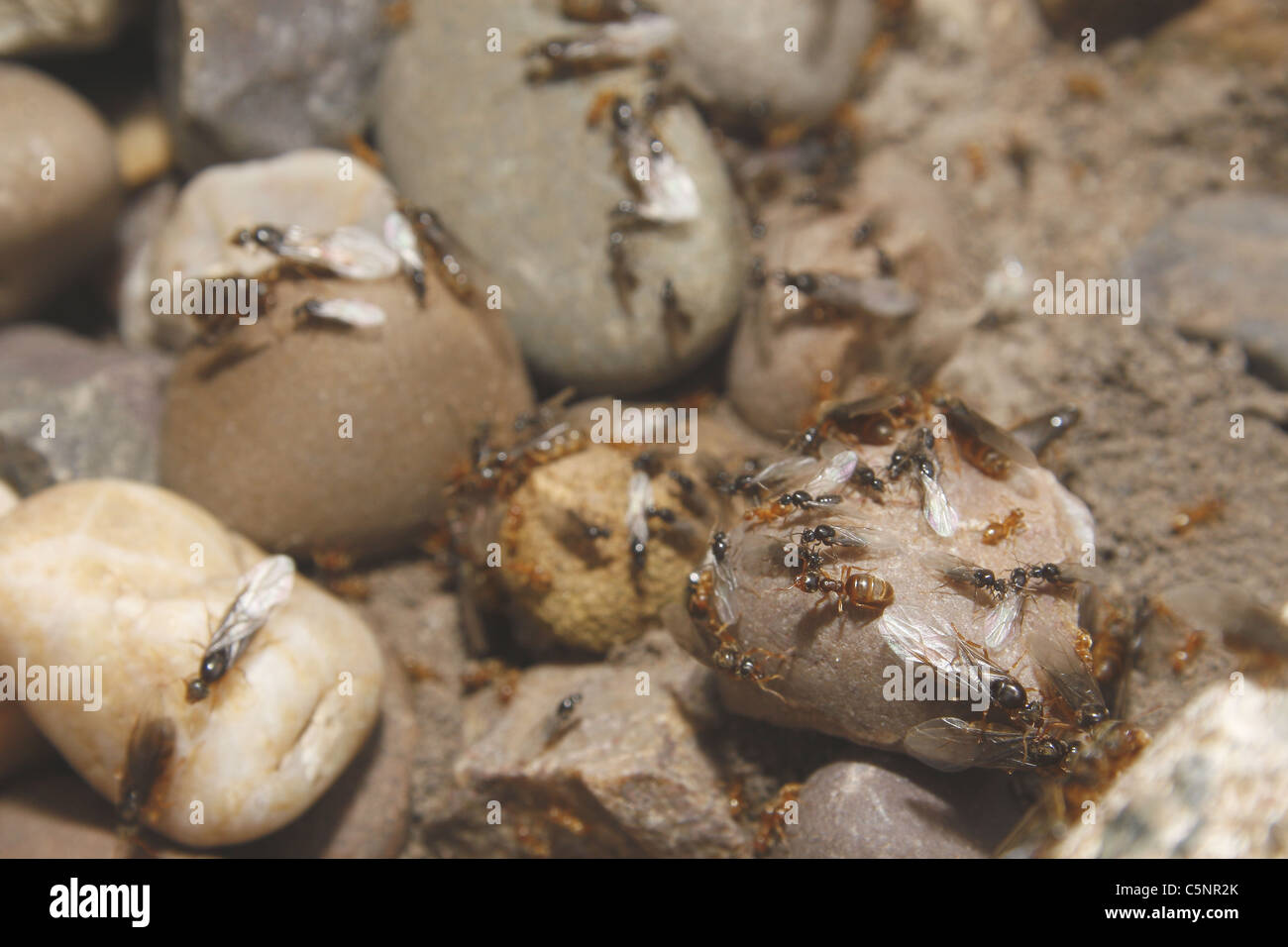 Flying red ants in garden. Worksop, Notts, England Myrmica rubra Stock ...