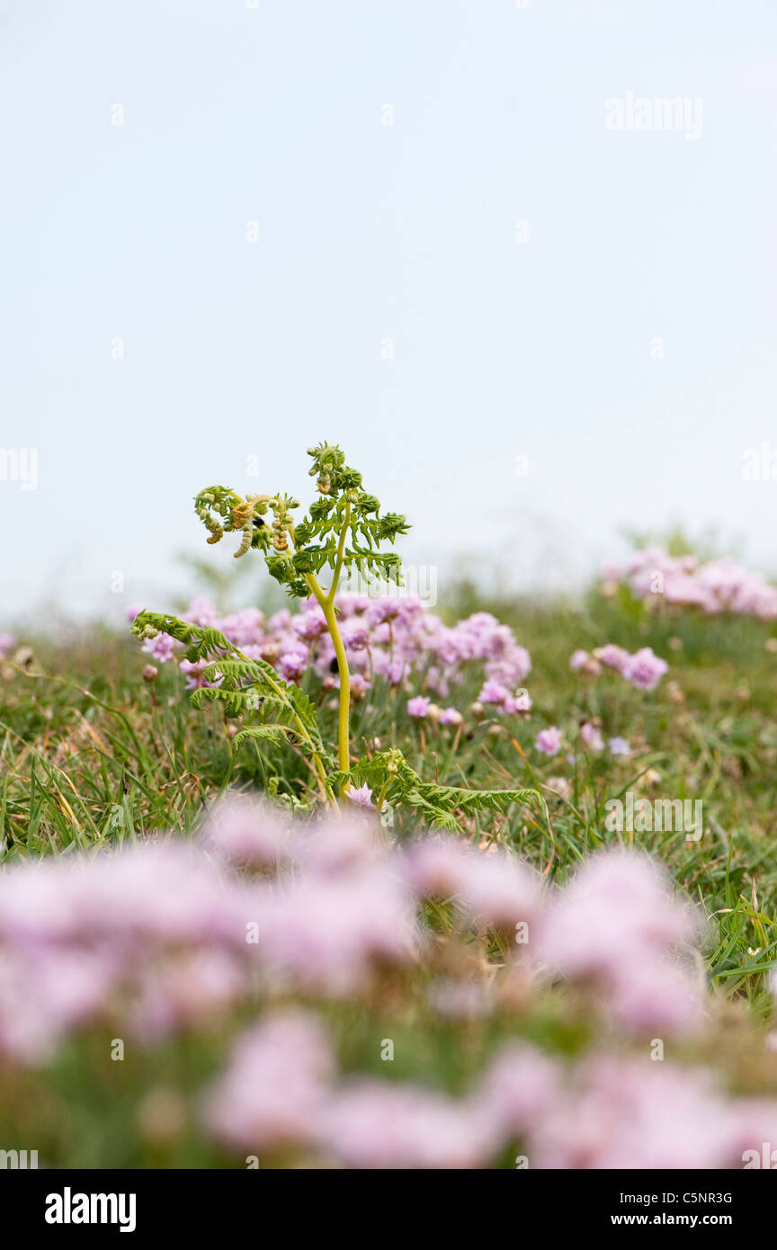 Sea bracken hi-res stock photography and images - Alamy
