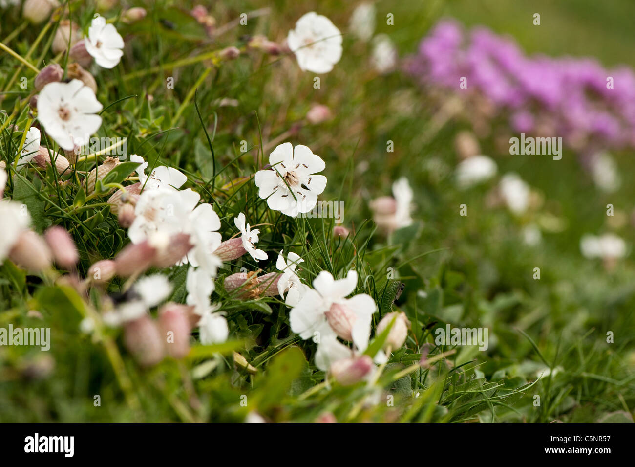 Sea Campion, Silene uniflora, in flower Stock Photo - Alamy