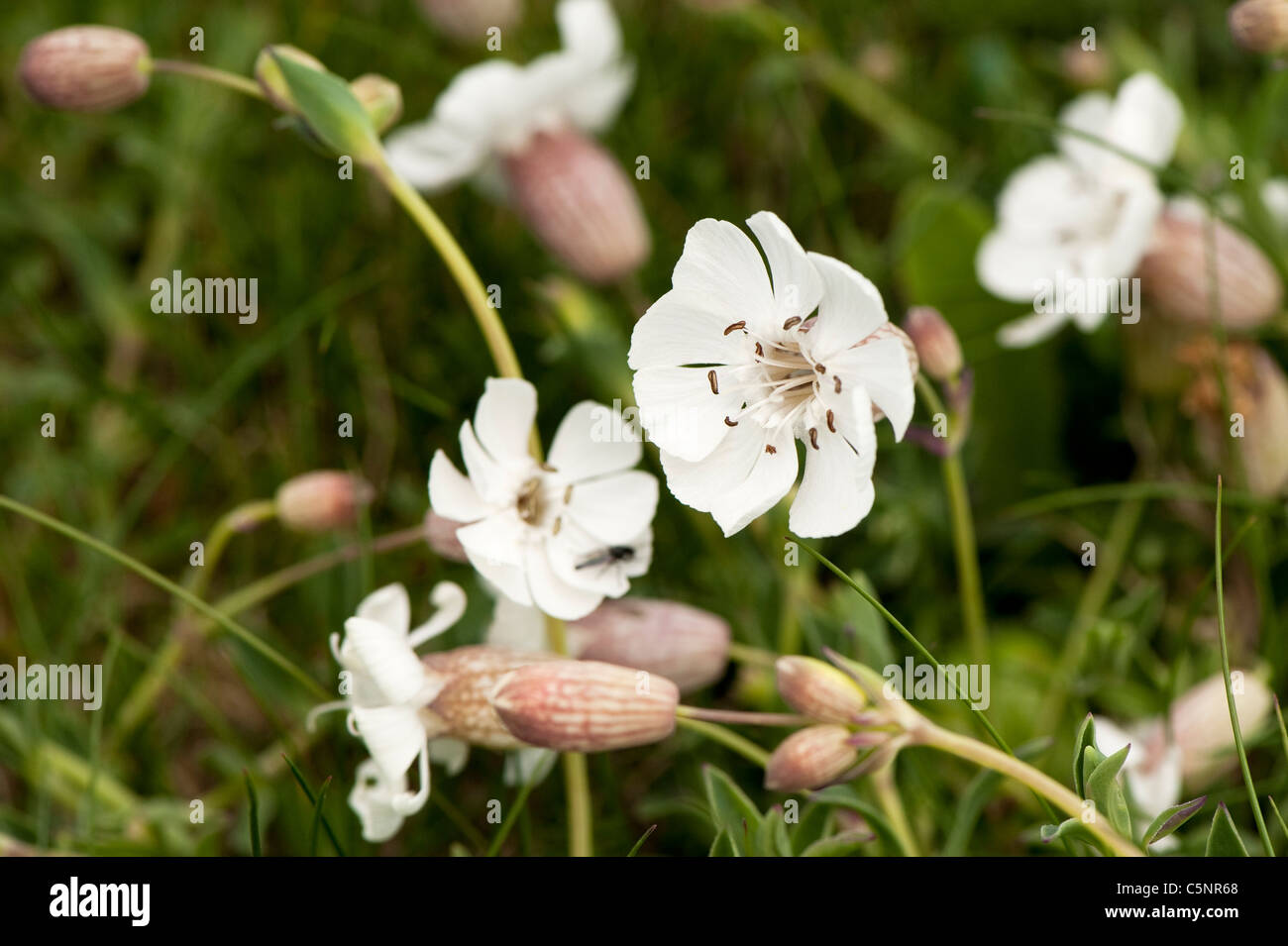 Sea Campion, Silene uniflora, in flower Stock Photo - Alamy