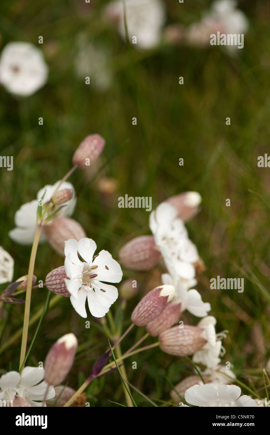 Sea Campion, Silene uniflora, in flower Stock Photo - Alamy